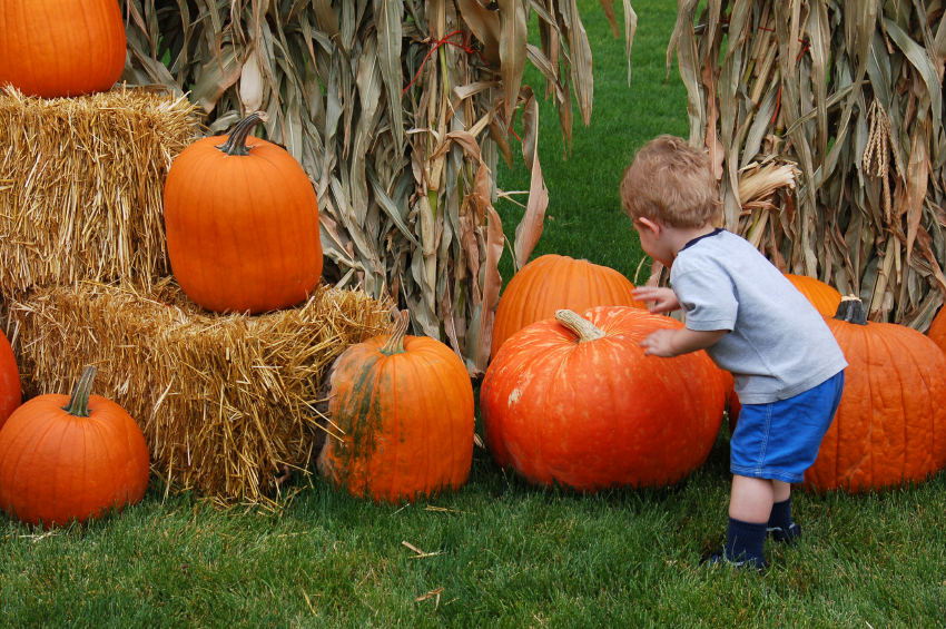 five-fall-family-fun-activities-you-don-t-want-to-miss-ambit-energy